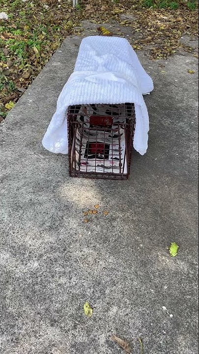 TNR Step 3 - YouTube