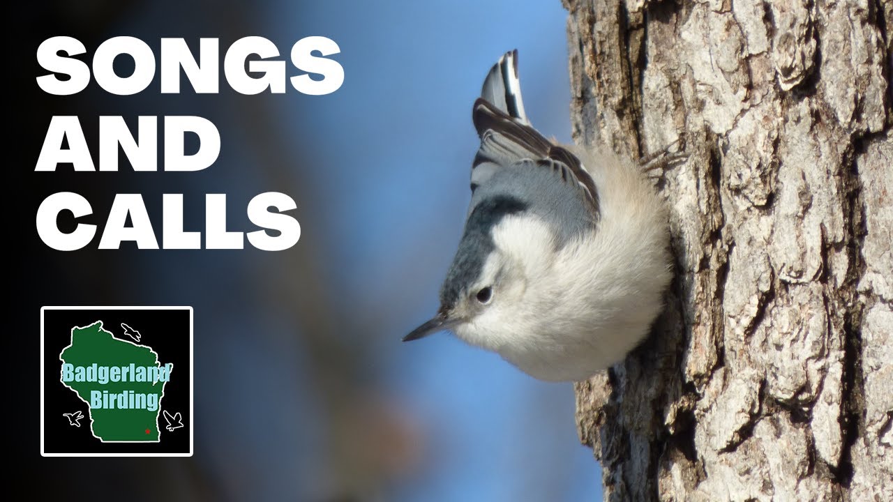 White-breasted Nuthatch Song and Call - YouTube