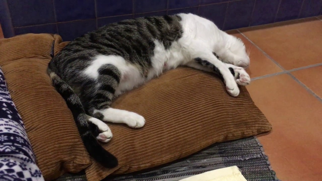 Gracioso gato soñando - Funny cat dreaming - YouTube