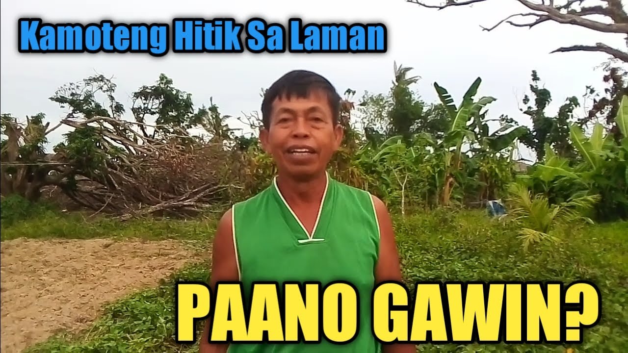 Ano Ang Pinaka "Perfect Time" Sa Pagtatanim Ng KAMOTE Para Maging HITIK ...