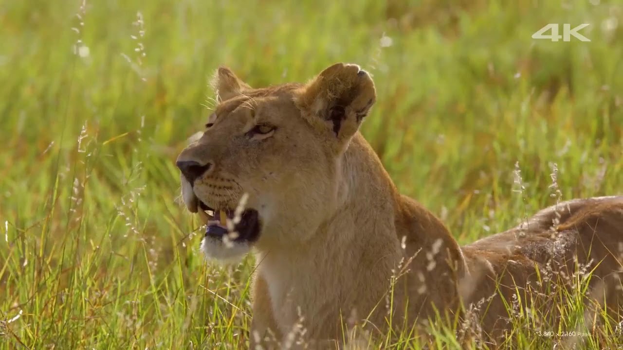 Nutritious Diet Important for Intellectual Vigor, - YouTube