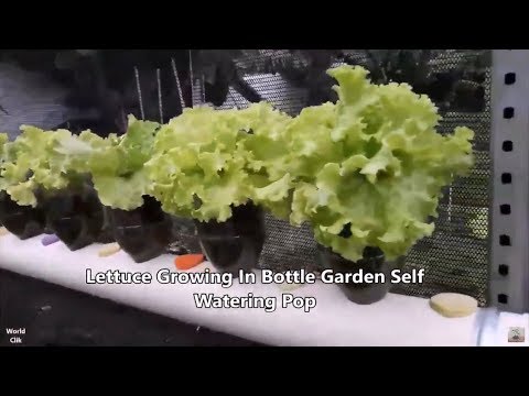 Bottle Garden Self Watering Pop - Lettuce - YouTube