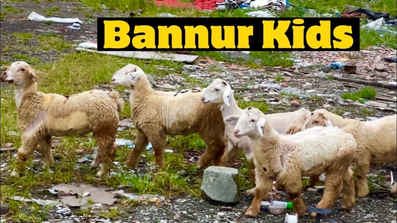 Bannur Kids Starting 14000 at Faisal Goat Ranch | M Pathan Goat Farm ...