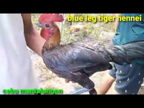 tiger hennei+quality/ mantalungon cebu - YouTube