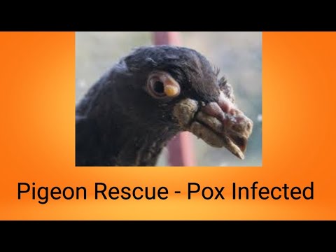 Pox Infected Pigeon Rescue - Part I - YouTube