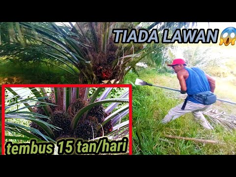 Memang Luar Biasa..Panen sawit ter unggul bibit YangAmbi Tembus 15 TON/hari