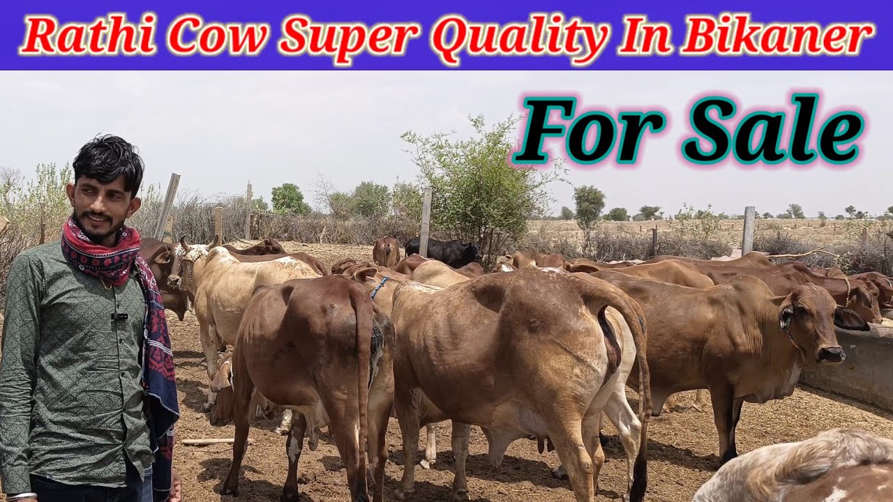 Rathi Cow, 18 kg milk Super Quality Cow in Bikaner @PremAgroFarm - YouTube