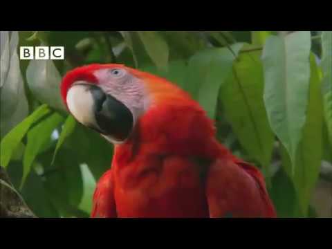 Doğa - Sevimli Papağanlar