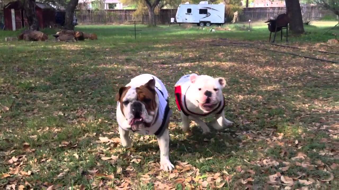 English bulldog bulldozers - YouTube