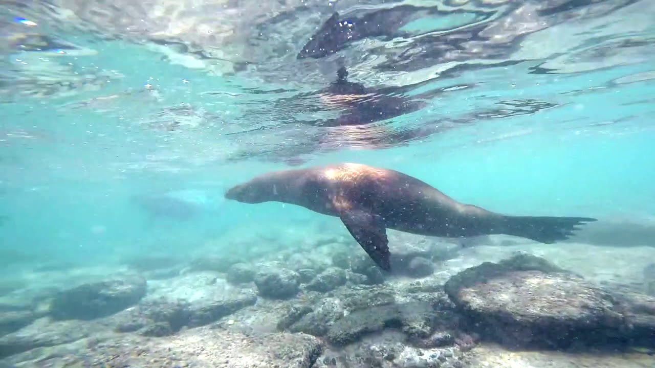 Swimming With Sea Wolves in The Galapagos - YouTube