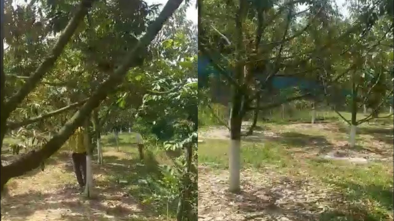 (Di Jual Sebidang Lahan Dengan Kebun Durian...LT 11.000m² (02-02-2024 ...
