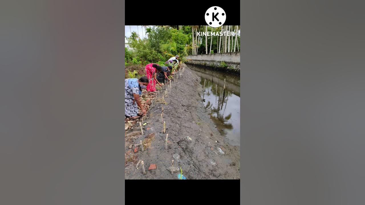 MGNREGS VADAKKEKARA GP, JSA WORK, WH/343567 PADINJARU BOTTU JETTY THODU - YouTube