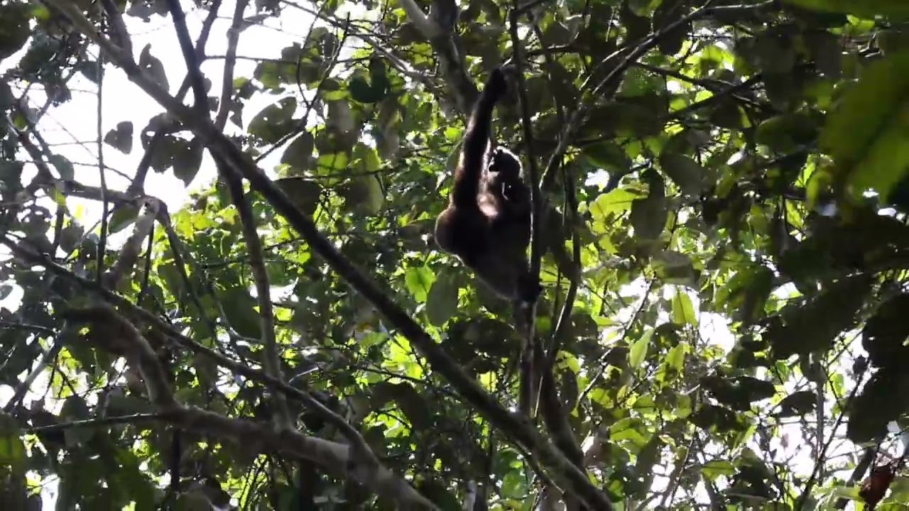Mono churuco o mono lanudo (Lagothrix lagotricha) - YouTube