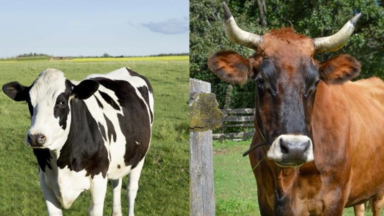 Most Funny and Cute Baby Cow Videos Compilation | Funny pets funny ...