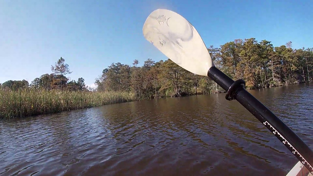 What fish are in the blackwater of Pungo? - YouTube
