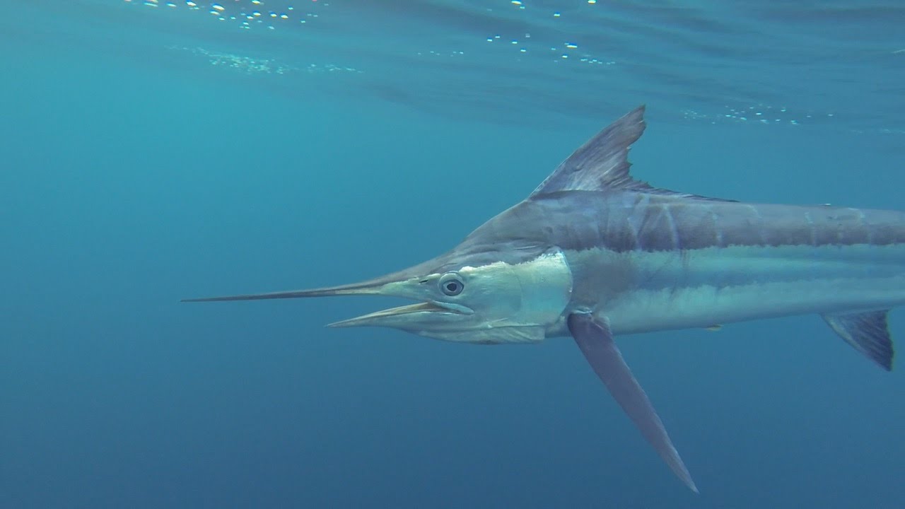 Marlin catch and release off of Dana Point California - YouTube