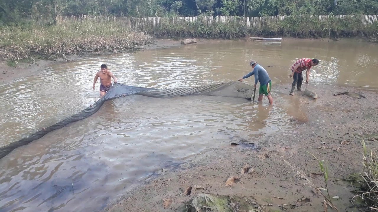 Pesca de paiche en Indiana Loreto - YouTube