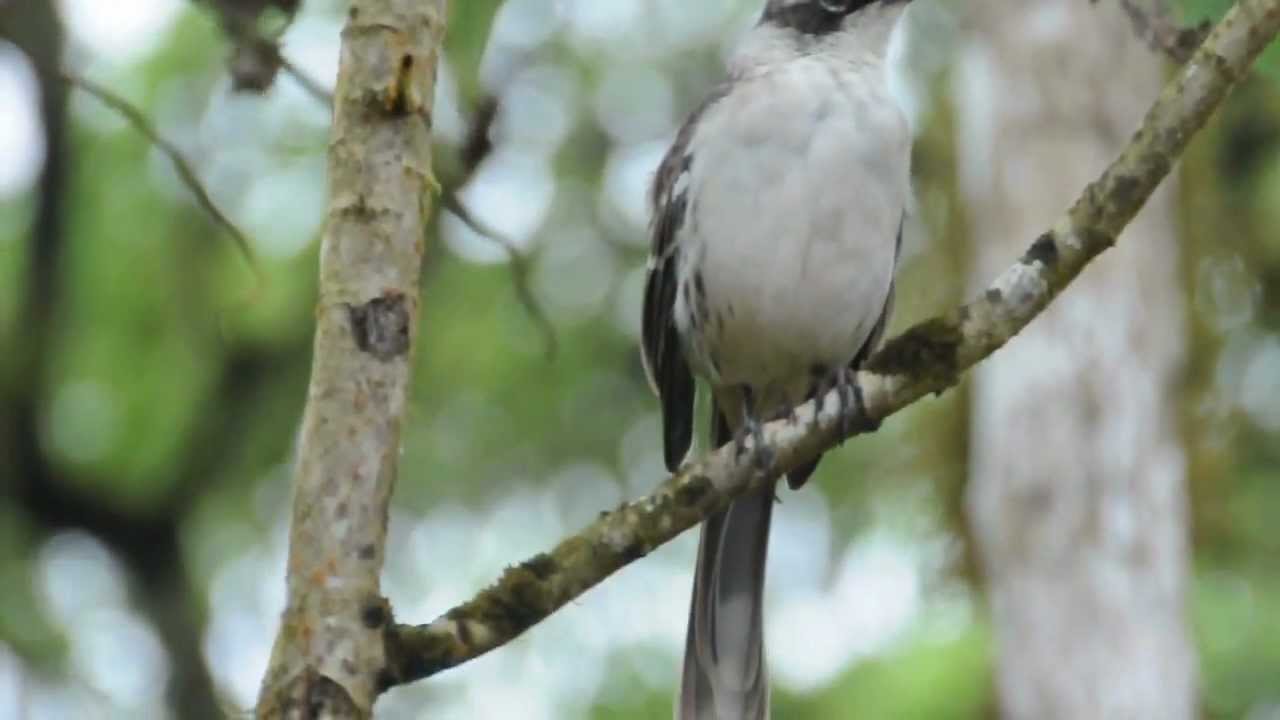 Mocking Jay Singing - YouTube