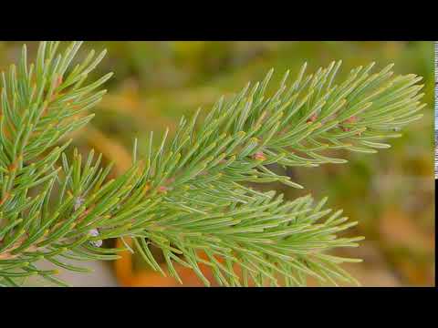Close-up Shot Of A Pine Tree - Free Stock Creative Commons Video