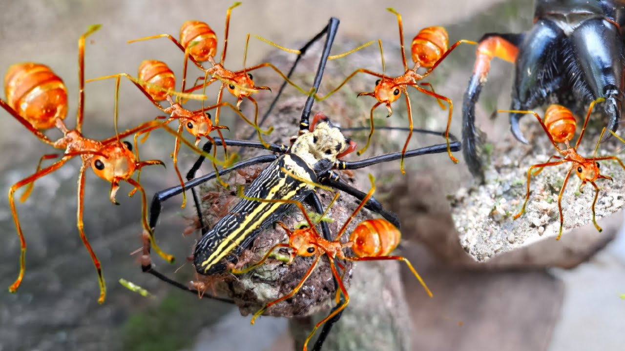 Encounter of two predators: 50 ants and 01 spider🐜 - 🕷 | Tropical ...