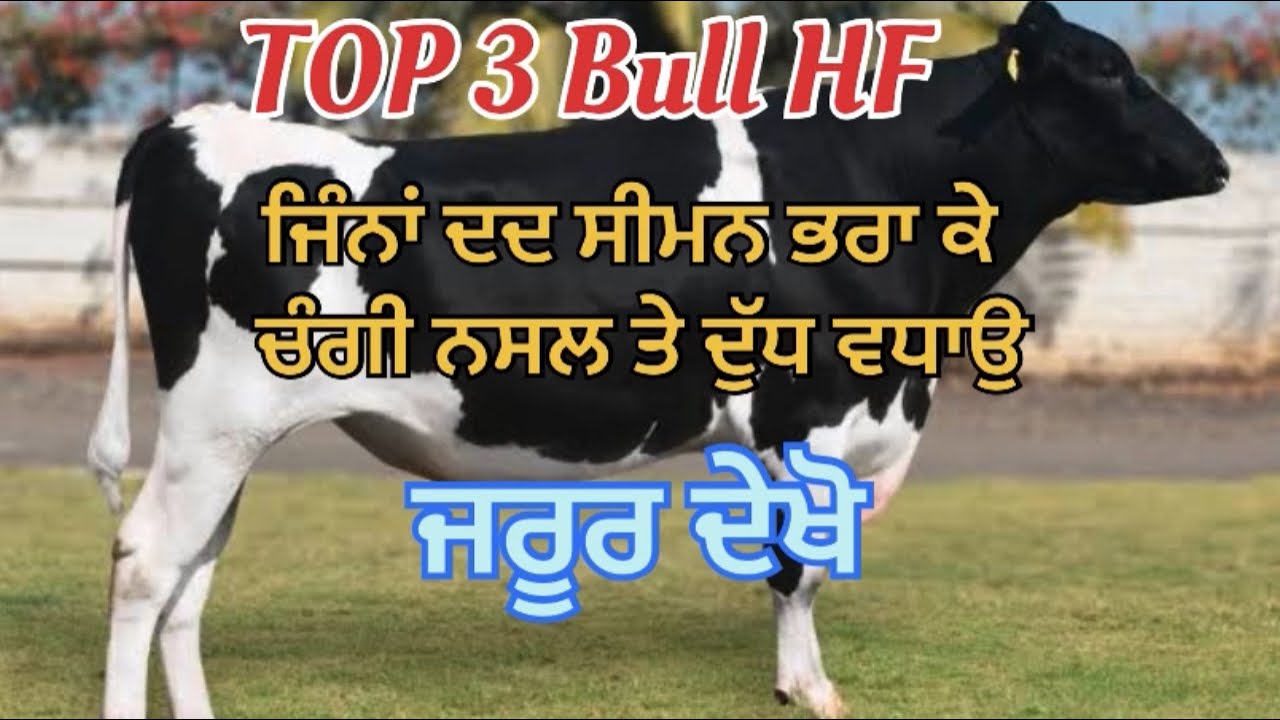 HF TOP 3 BULL ਜਿਸ ਨਾਲ ਨਸਲ ਸੁਧਾਰੀ ਜਾ ਸਕੇ ਤੇ ਵਧੇਰੇ ਦੁੱਧ ਲਿਆ ਜਾ ਸਕੇ ਜਰੂਰ ...