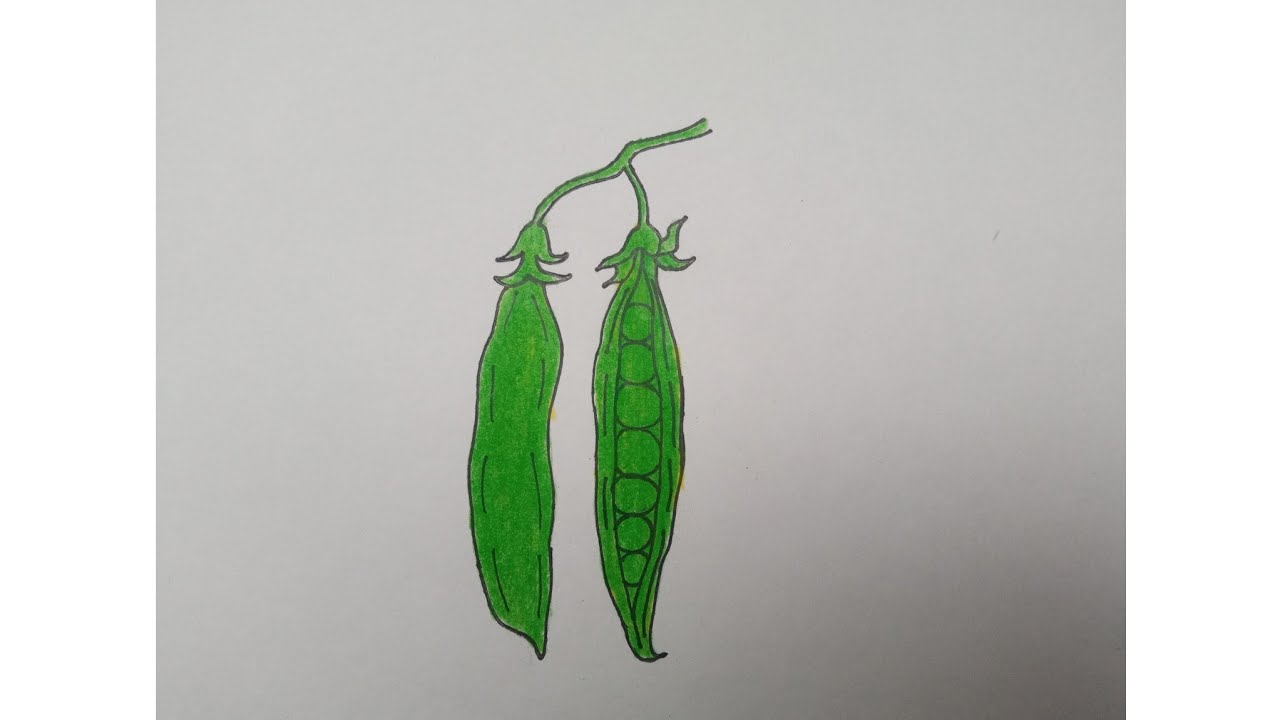 Green pea drawing easy||Matar ka chitra kaise banaye||@SabaJilani786 ...