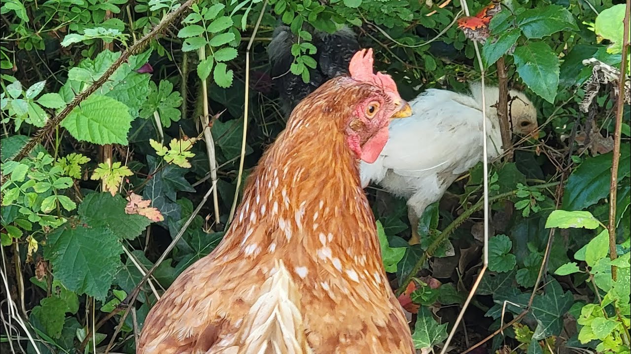 Exploration de la vie à la ferme : Découvrez le monde fascinant des ...