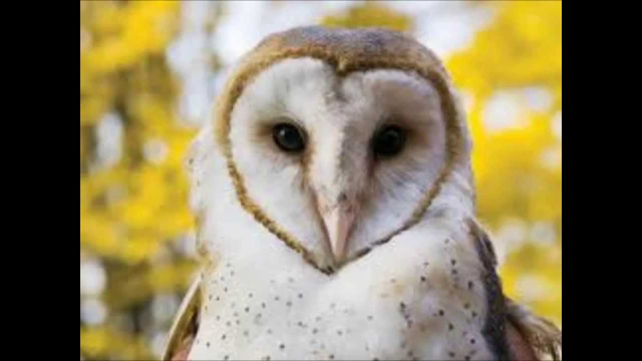 Owls Picture Slideshow YouTube owls-picture-slideshow-youtube