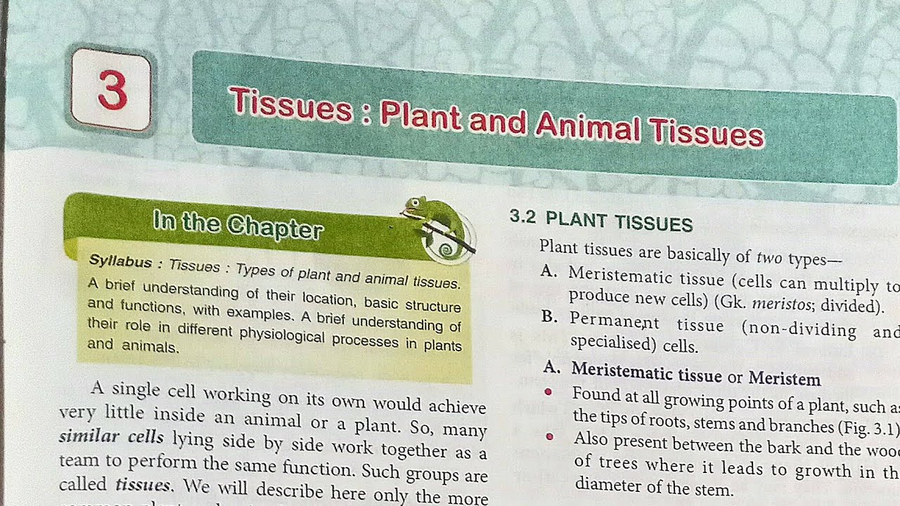 Tissues : Plant and Animal Tissues Chapter 3 Class 9 Concise Biology ...