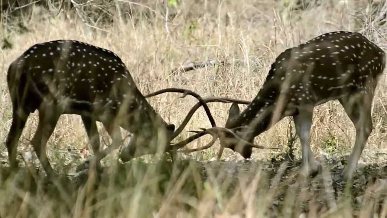 Chital stags fighting - YouTube
