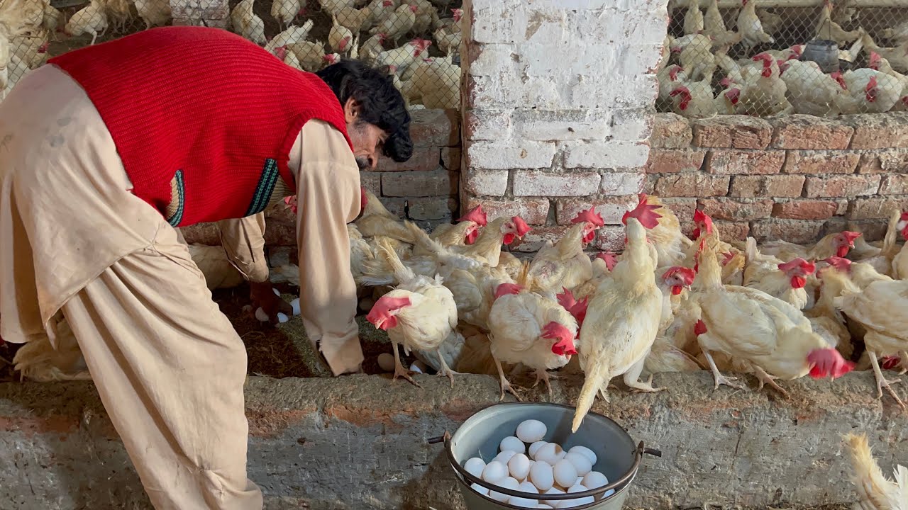 Hen Farming | Hen Farming In Home | Hen Farm Business Plan | Hen ...