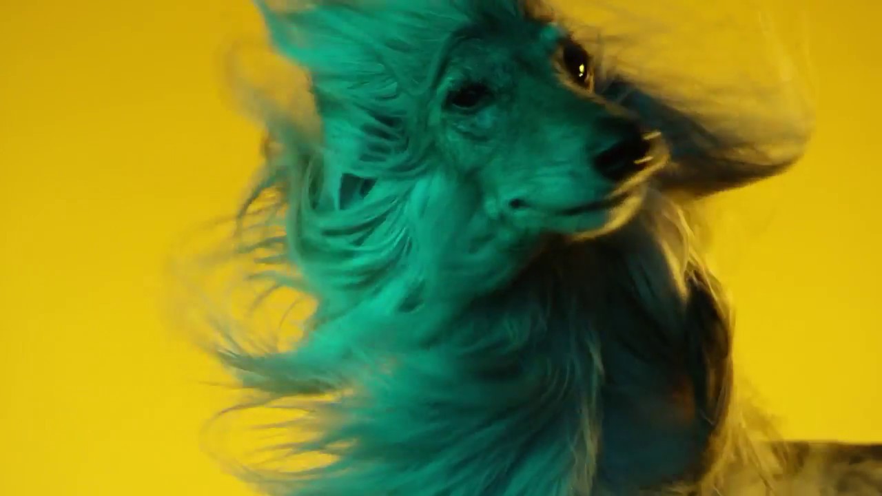 Sony Party Animals - High Power Audio GTK XB7 TV Commercial 2016 - YouTube