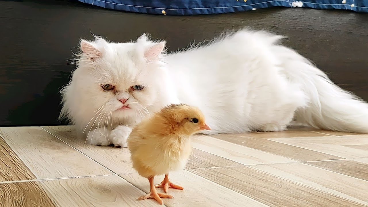 Cool relationship between cat and chicken - YouTube