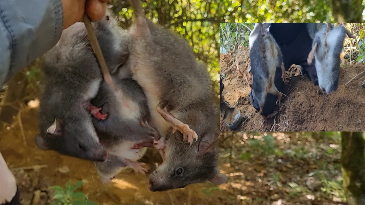 Digging rat 🐀 Naga style, spending time with friends in jungle - YouTube