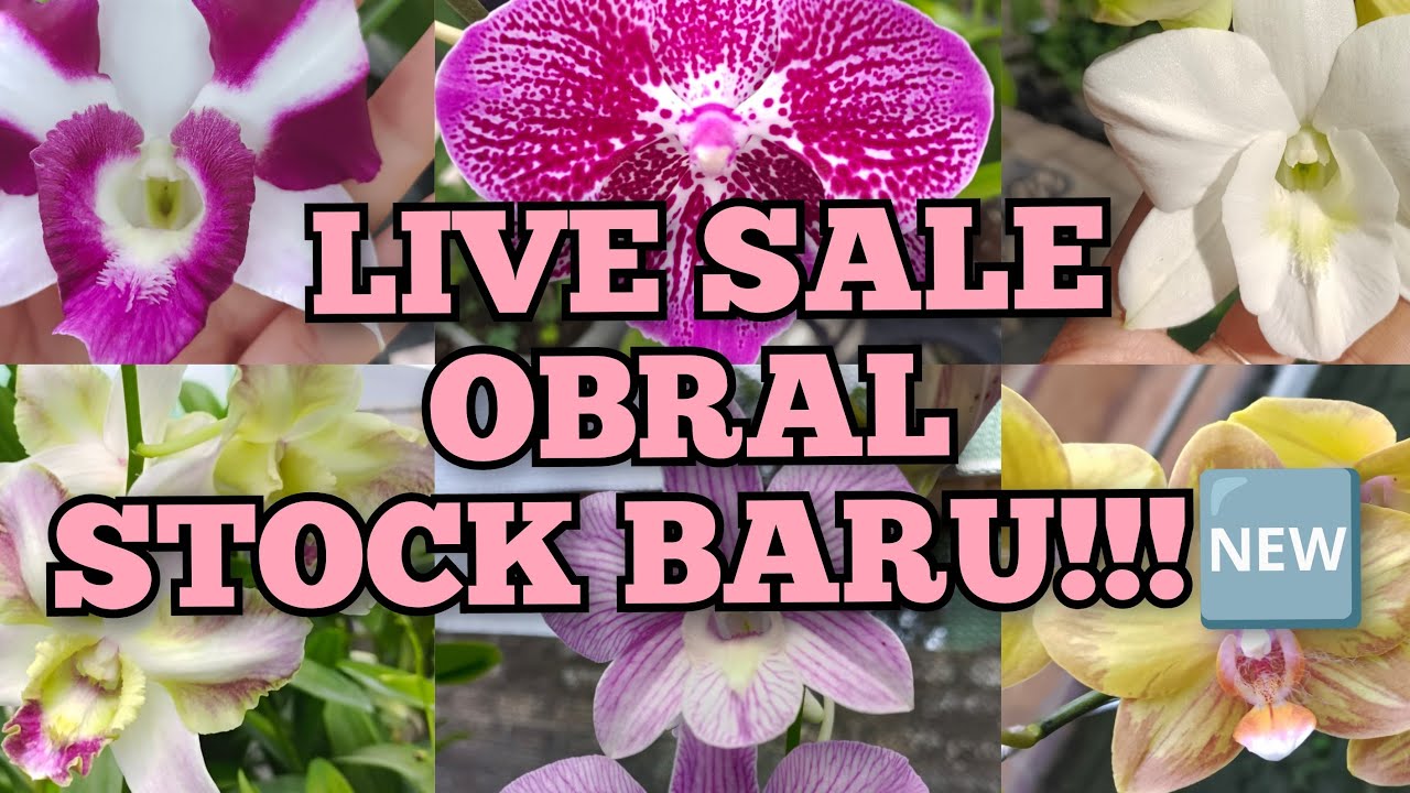 SALE ANGGREK PLANT JOSS🔥🔥 ADMIN 085655696848 - YouTube