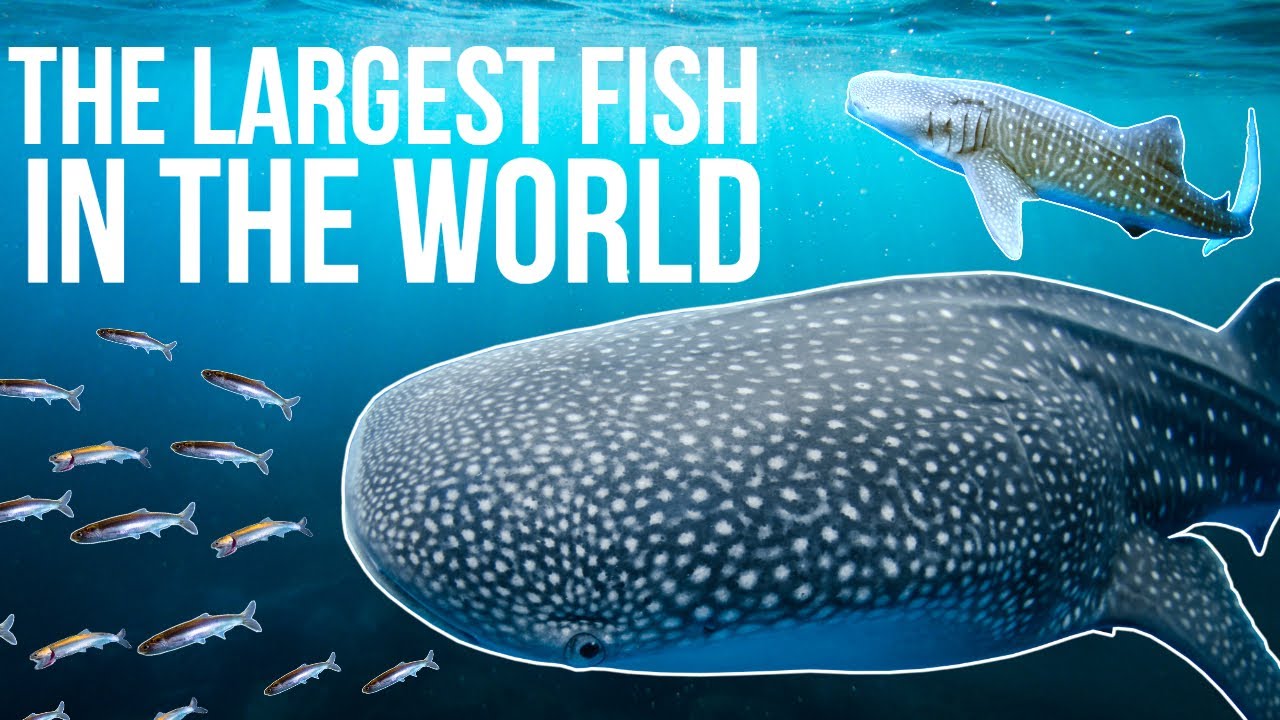 Whale Shark The Largest Fish In The World - YouTube