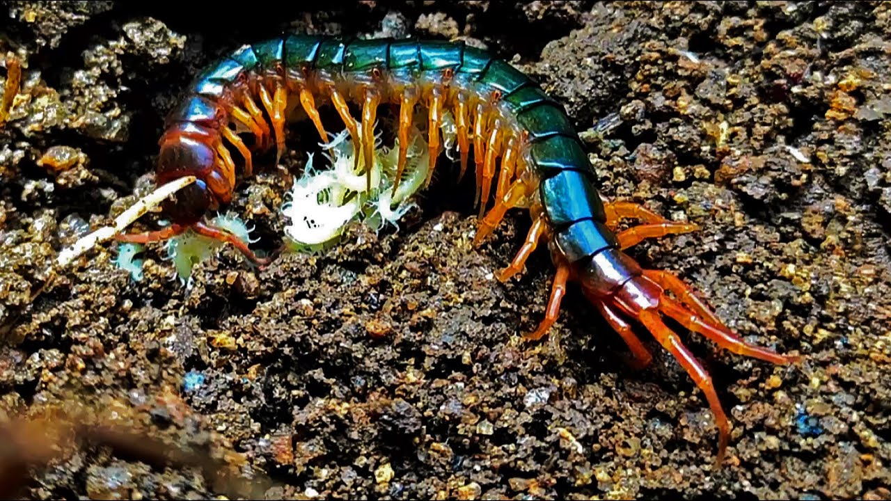 Centipede protecting it's kids - YouTube