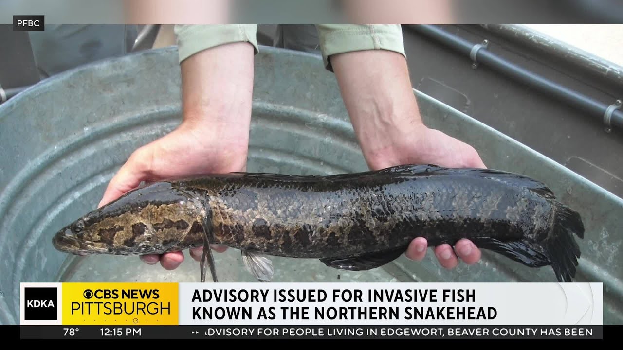Advisory issued in Pennsylvania for invasive fish that can survive ...