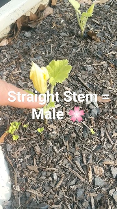 How To Sex Squash 🌸🌺s Youtube
