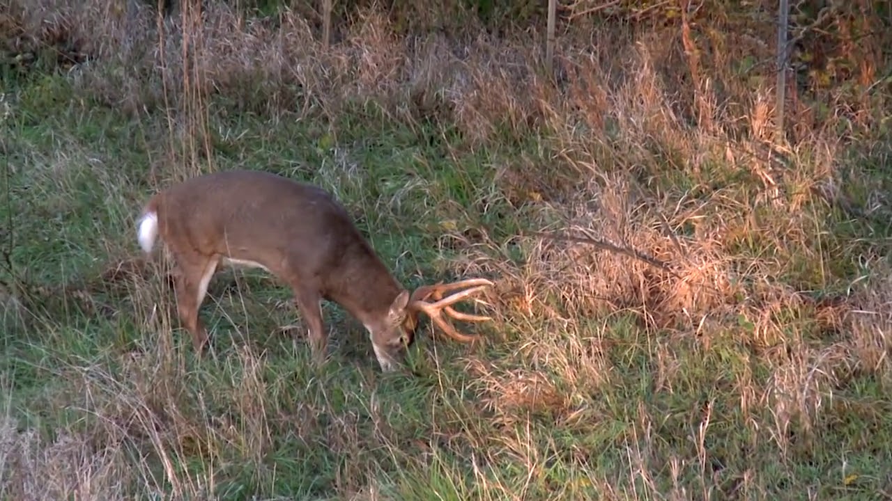 WORLDS LARGEST 6 POINT WHITETAIL!!! - YouTube