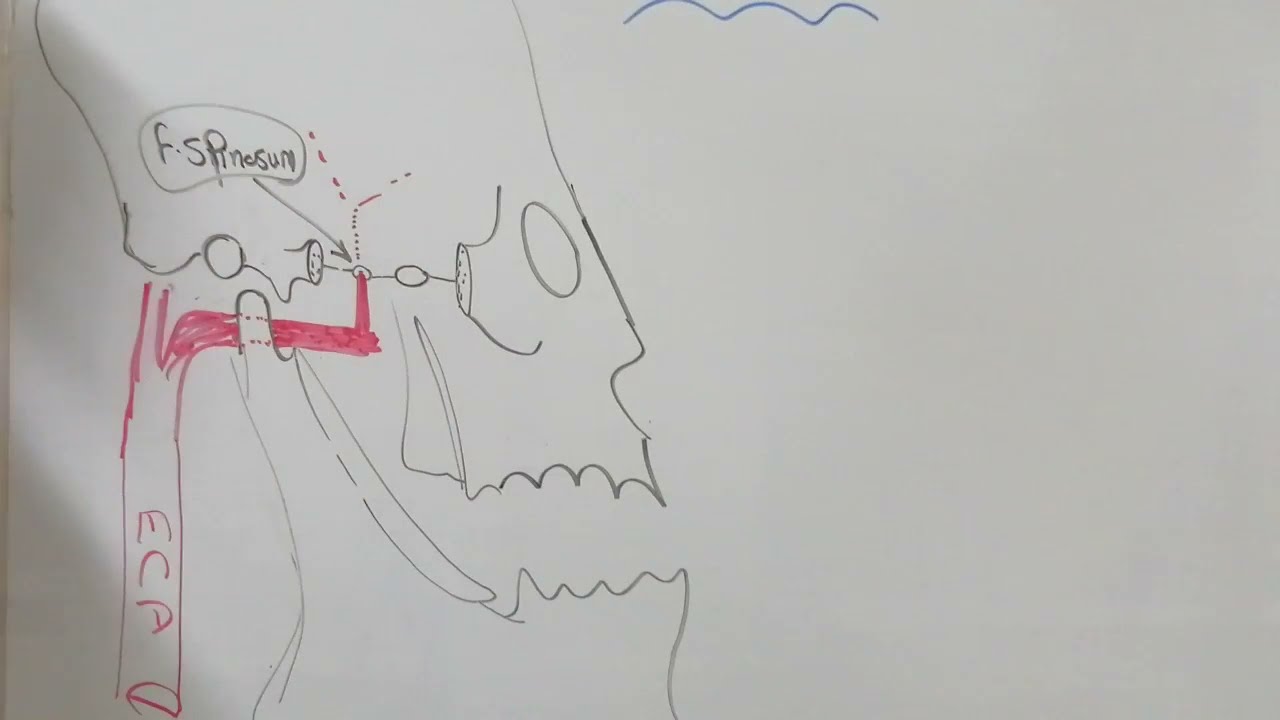 Blood Supply and Lymphatics of the Neck - Dr Ibrahim Antar - YouTube