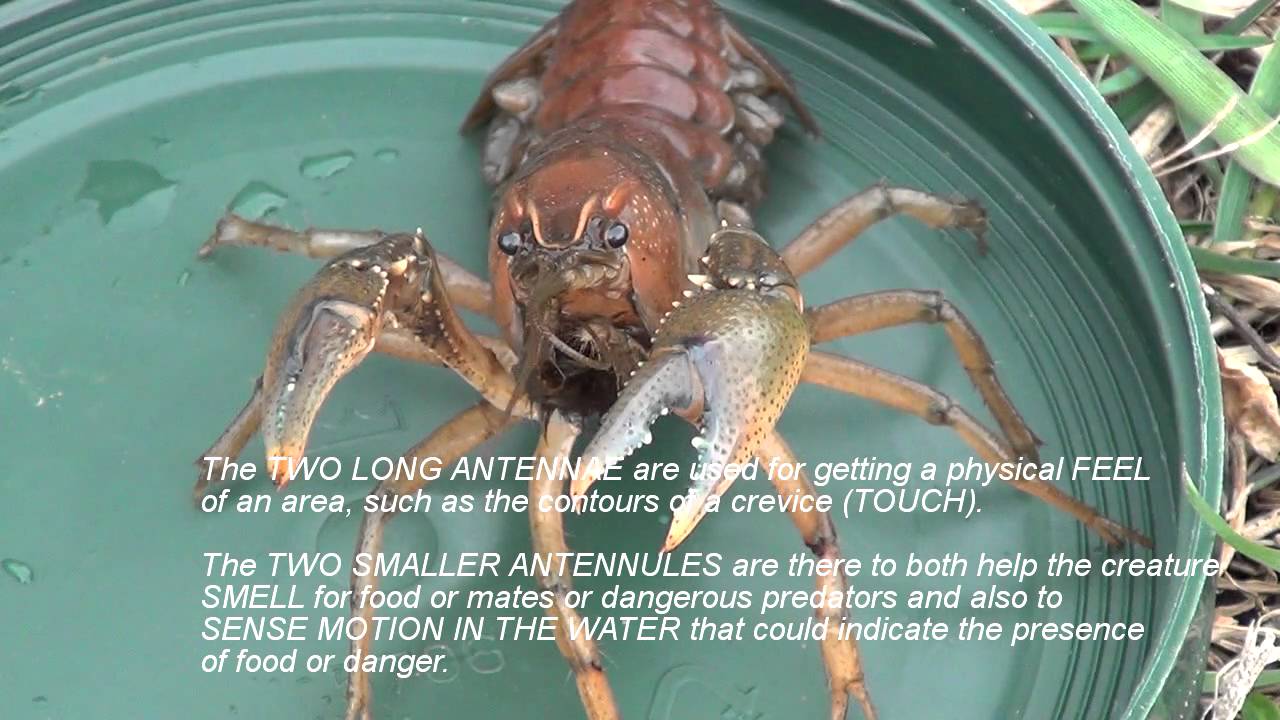 Chimney Crayfish - YouTube