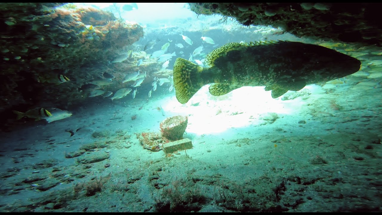 SCUBA Diving in Jupiter, Florida (Drift Dives) - YouTube