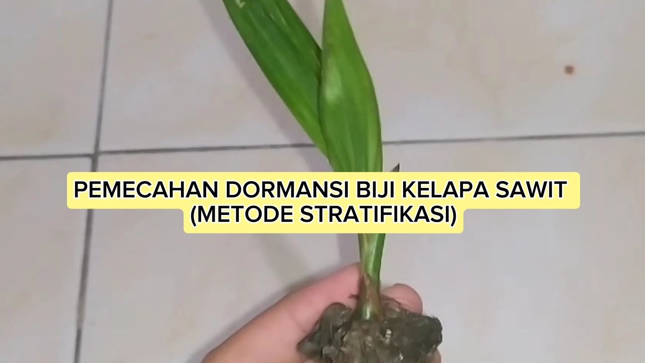 PEMECAHAN DORMANSI BIJI KELAPA SAWIT : METODE STRATIFIKASI - YouTube