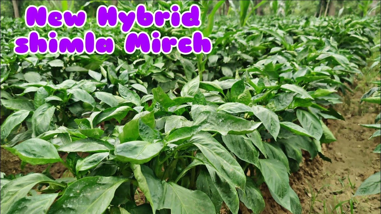 Indo American Hybrid Capsicum | Shimla Mirch Ki Verity Indam California ...