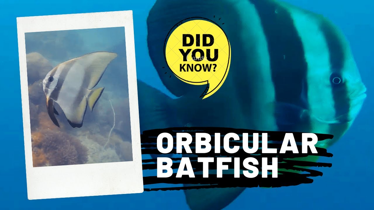 Batfish Orbiculate Adult
