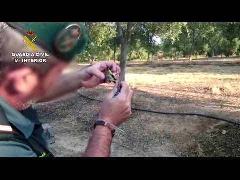 Detenido por caza furtiva de pájaros en Huelva