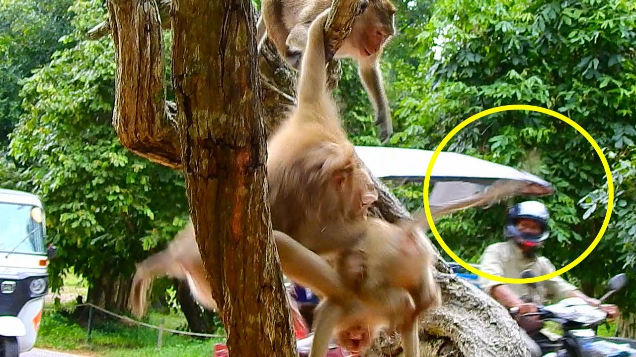 OH My God ! Rose Monkey Give Big Discipline Rex Monkey Fall Down But ...