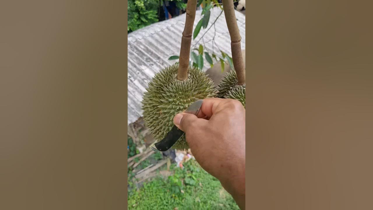 petik durian duri hitam langsung dari atas pohonnya - YouTube