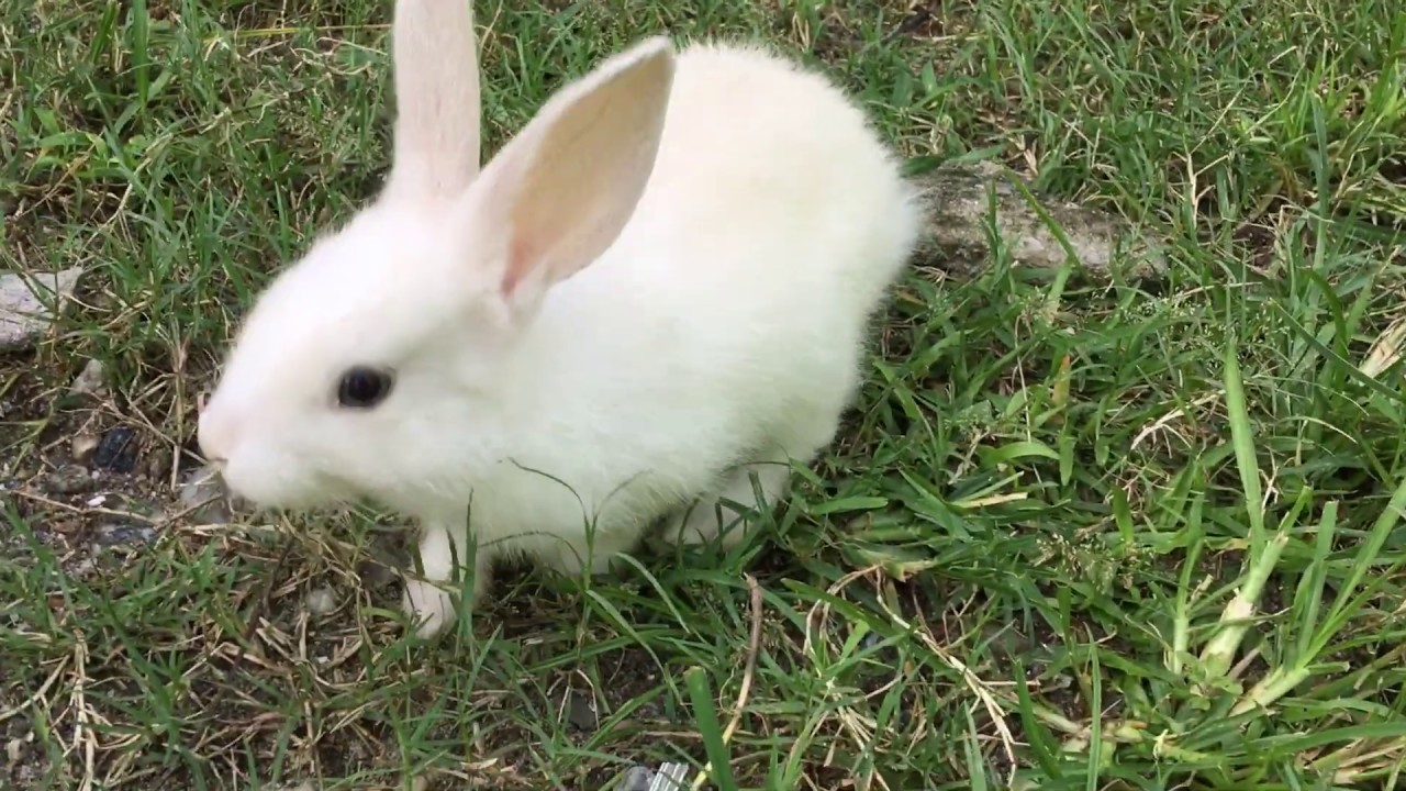 Funny and Cute Baby Bunny Rabbit Video. 🐰 - YouTube